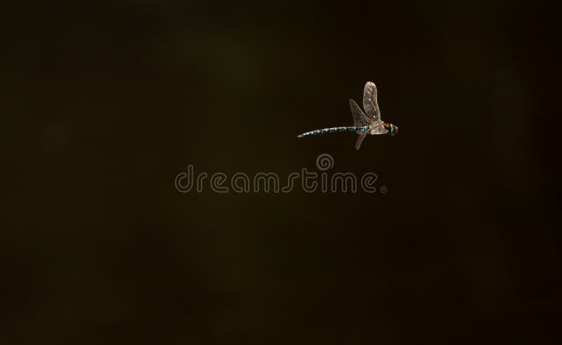 Dragonfly on his fly stock image. Image of black, coreus - 123716853