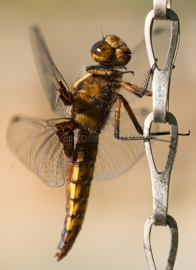 Dragonfly Holding Onto Chain on a Sunny Day Stock Photo - Image of ...