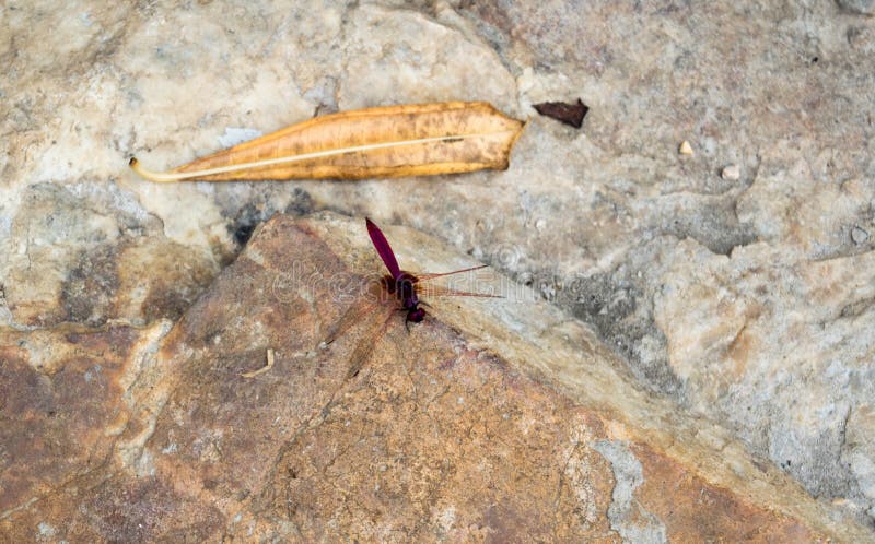 Dragonfly at the Hot Spring in Thaweesin Chiang Rai Stock Image - Image ...