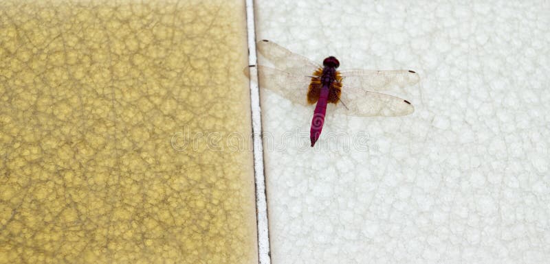 Dragonfly at the Hot Spring in Thaweesin Chiang Rai Stock Image - Image ...