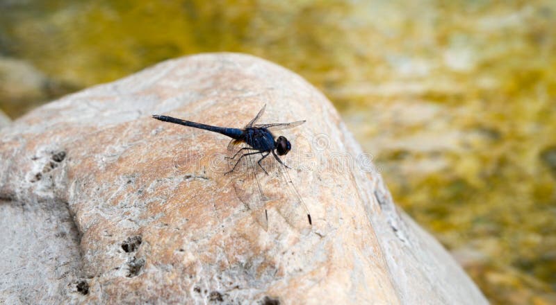 Dragonfly at the Hot Spring in Thaweesin Chiang Rai Stock Image - Image ...
