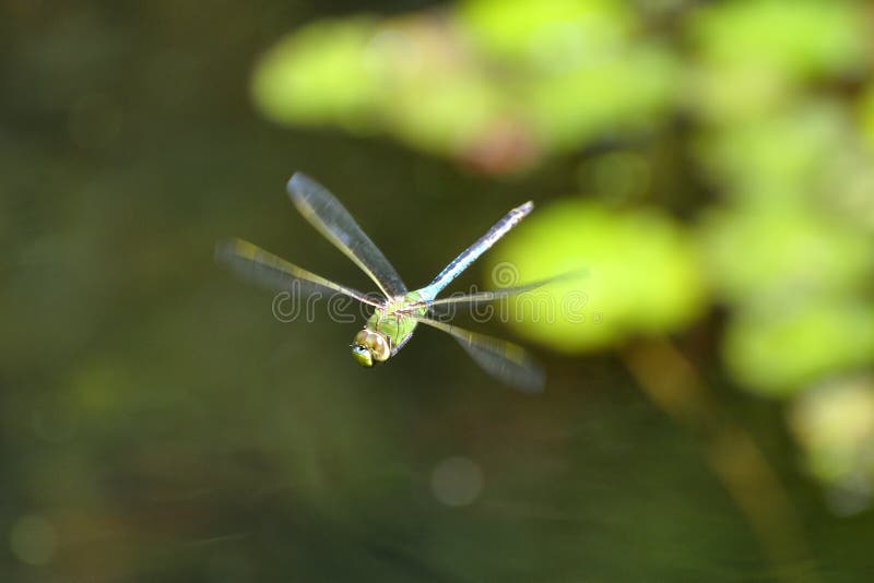 Dragonfly Hovering Over Lake Water Stock Image - Image of growth ...