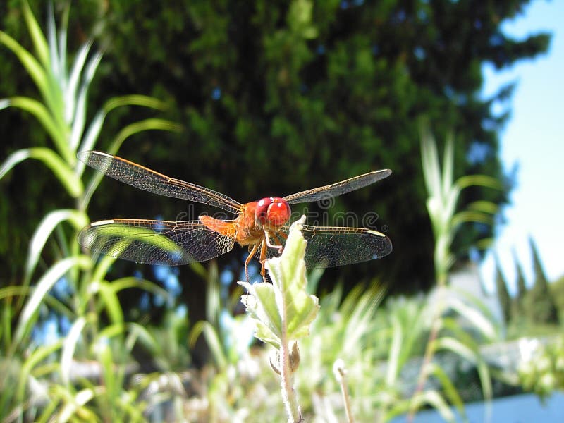 Dragonfly Hovering Over Pond Stock Photos - Free & Royalty-Free Stock ...