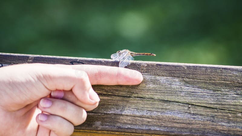 Dragonfly and Human stock photo. Image of earth, live - 76860020