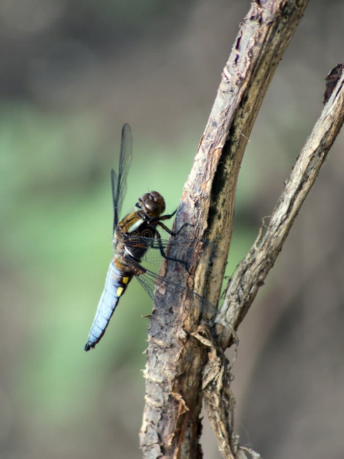 531 Dragonfly Hunt Stock Photos - Free & Royalty-Free Stock Photos from ...