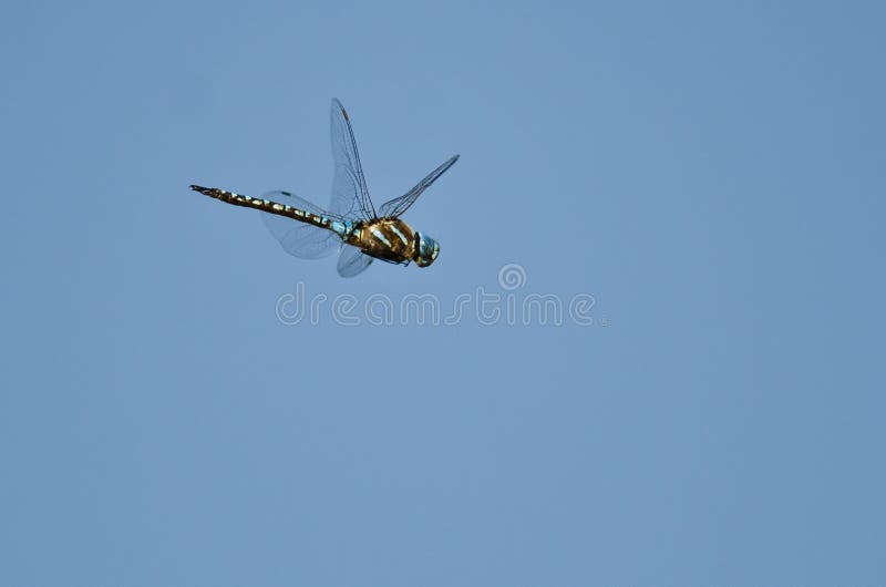 Dragonfly Hunting on the Wing in a Blue Sky Stock Photo - Image of ...