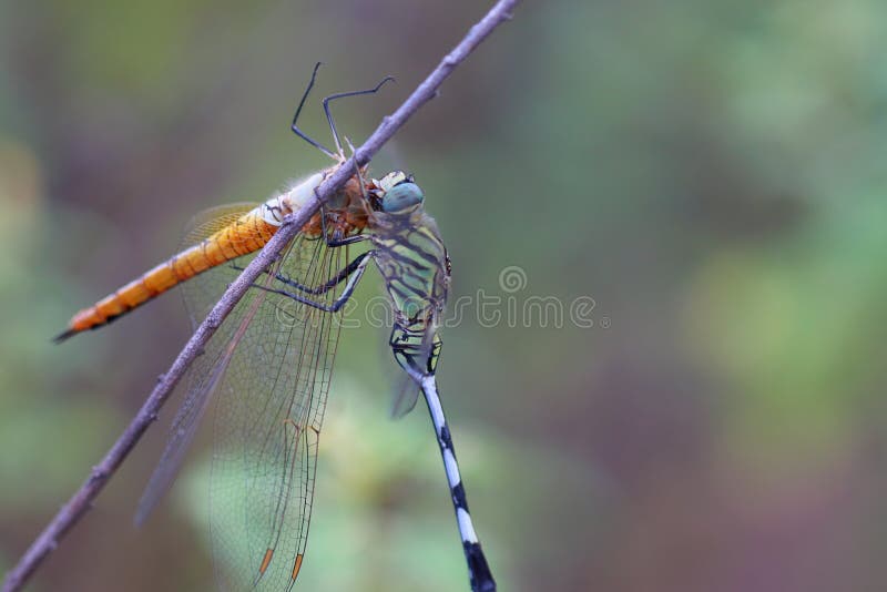 Wild Life, Animals, Hunter, Dragonfly Stock Photo - Image of insect ...