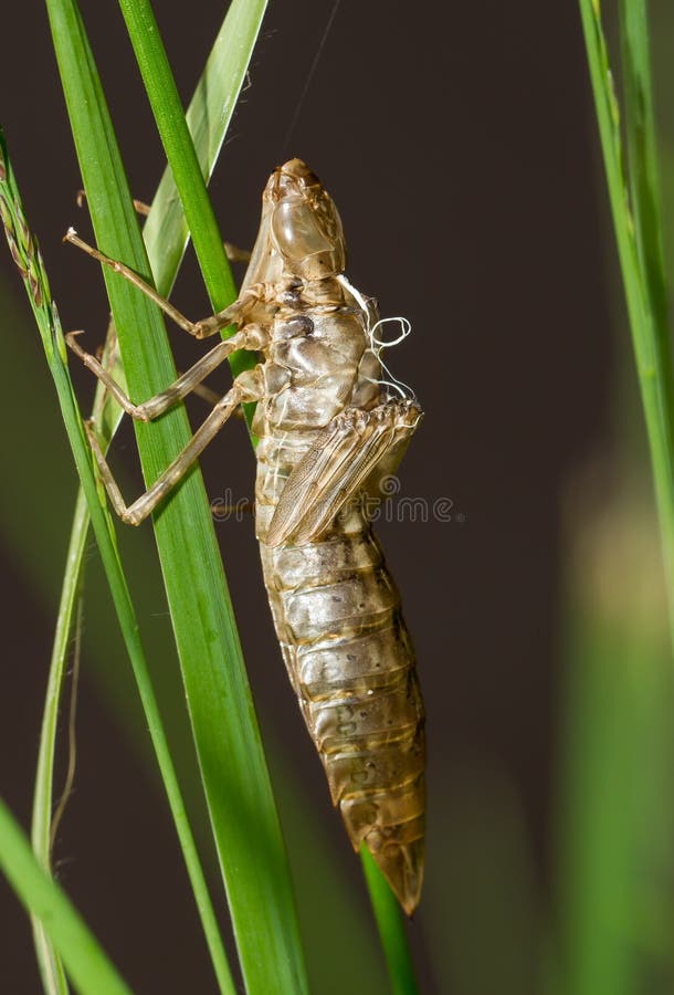 Dragonfly husk stock image. Image of exoskeleton, eclosion - 57132323