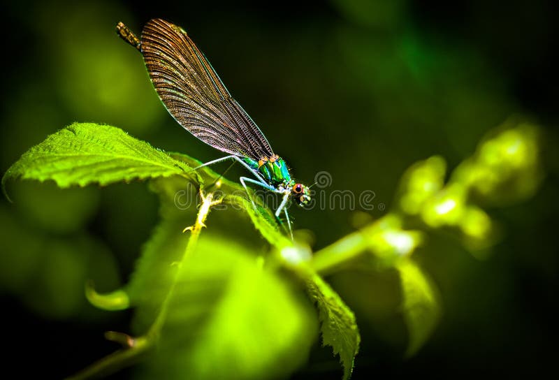 Dragonfly, Insect, Damselfly, Dragonflies And Damseflies Picture. Image ...