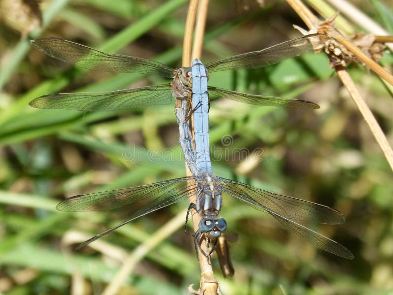 Dragonfly, Insect, Dragonflies And Damseflies, Damselfly Picture. Image ...