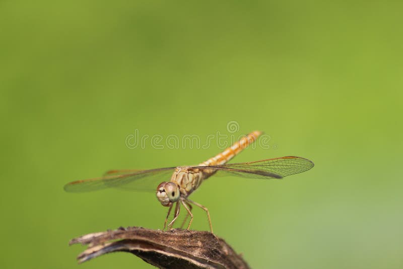 Dragonfly, Insect, Dragonflies And Damseflies, Damselfly Stock Photo ...