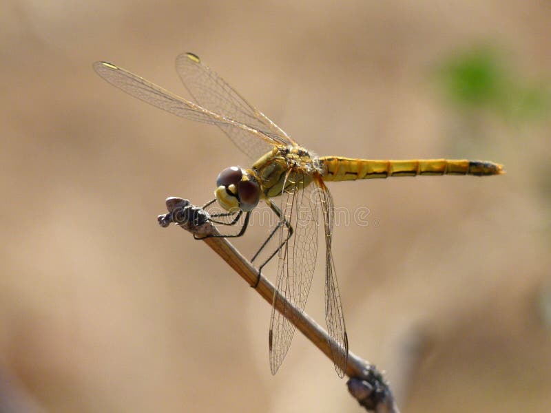 Dragonfly, Insect, Dragonflies And Damseflies, Damselfly Picture. Image ...