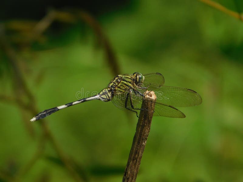 Dragonfly, Insect, Dragonflies And Damseflies, Damselfly Stock Image ...