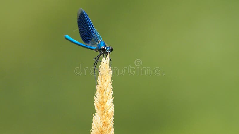 Dragonfly, Insect, Dragonflies And Damseflies, Damselfly Picture. Image ...