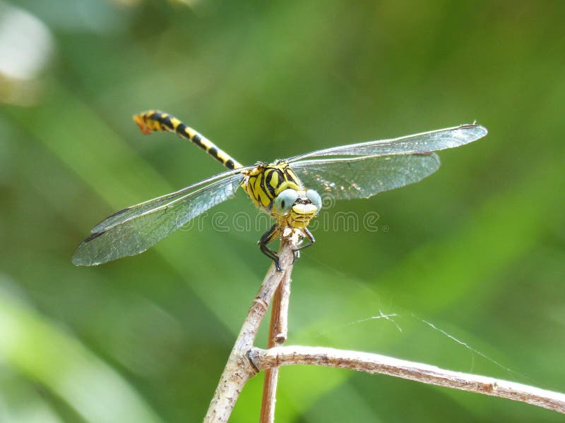 Dragonfly, Insect, Dragonflies And Damseflies, Damselfly Picture. Image ...