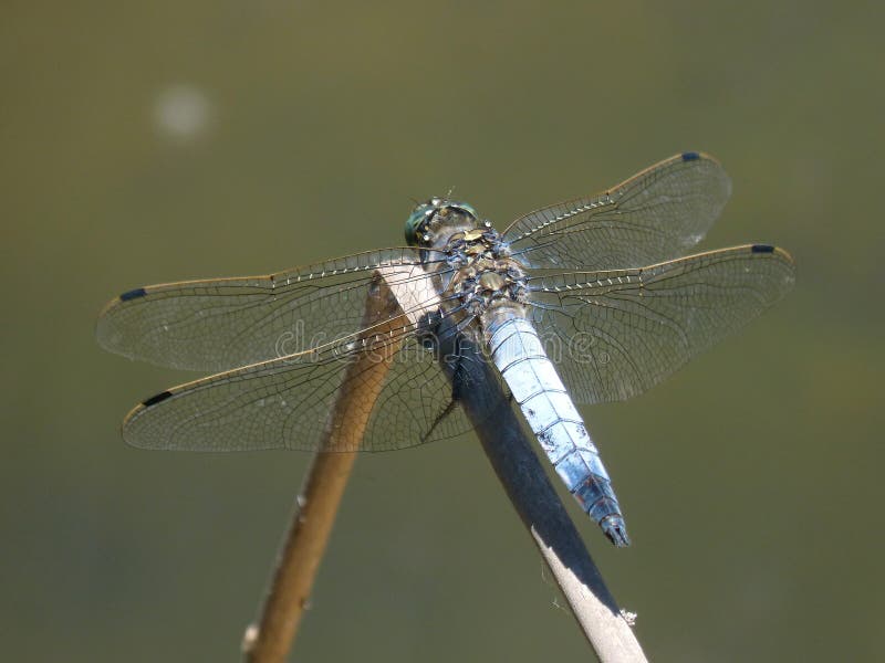 Dragonfly, Insect, Dragonflies And Damseflies, Damselfly Stock Photo ...