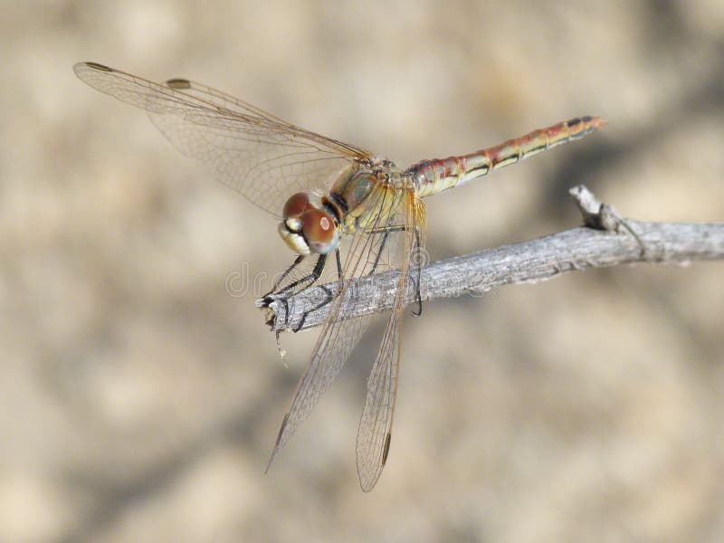 Dragonfly, Insect, Dragonflies and Damseflies, Fauna Stock Image ...