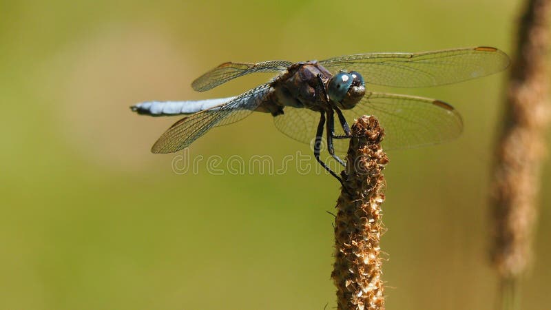 Dragonfly, Insect, Dragonflies And Damseflies, Invertebrate Picture ...