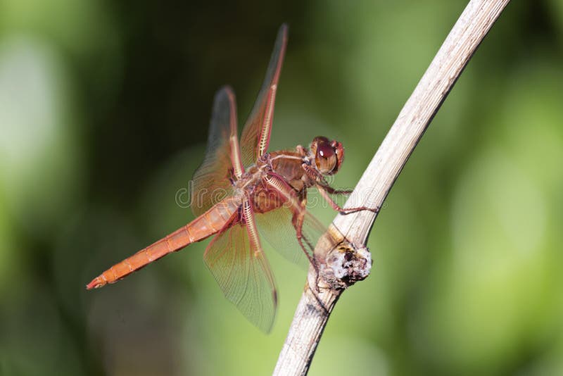 Dragonfly, Insect, Dragonflies And Damseflies, Invertebrate Picture ...