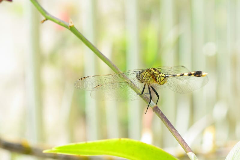 Dragonfly, Insect, Dragonflies And Damseflies, Invertebrate Picture ...