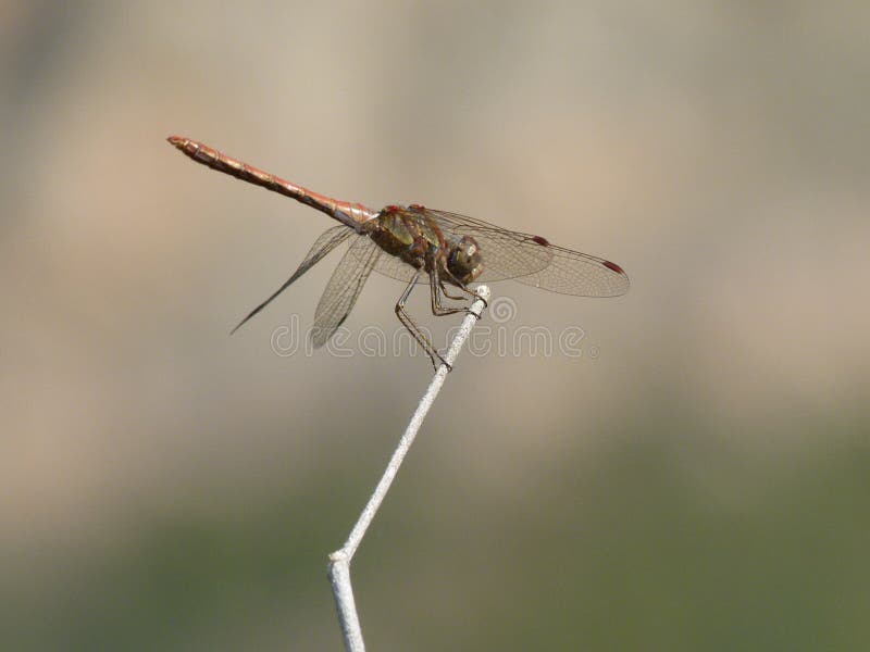 Dragonfly, Insect, Dragonflies And Damseflies, Invertebrate Picture ...