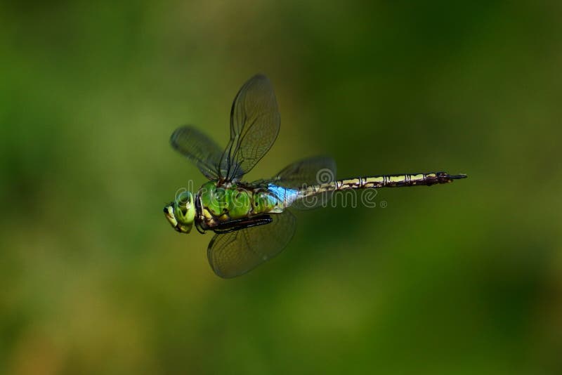 Dragonfly, Insect, Dragonflies And Damseflies, Invertebrate Picture ...