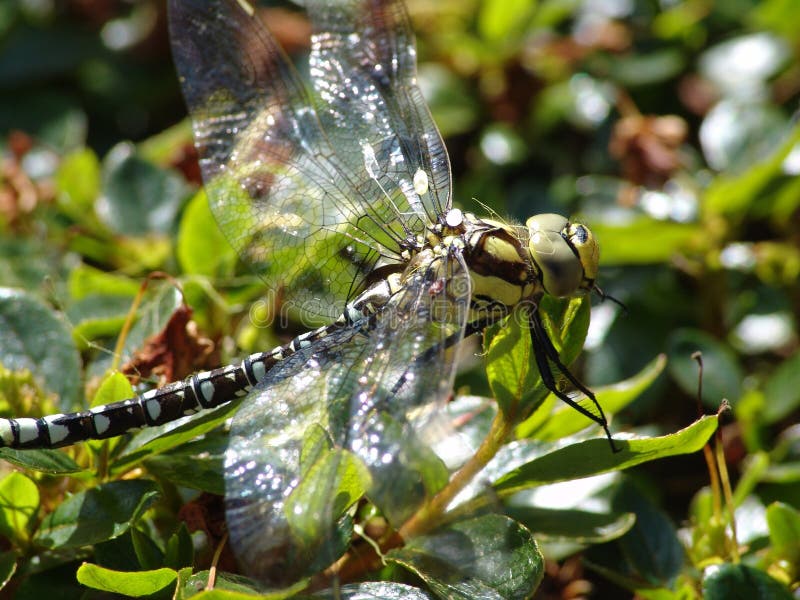 Dragonfly, Insect, Dragonflies And Damseflies, Invertebrate Picture ...