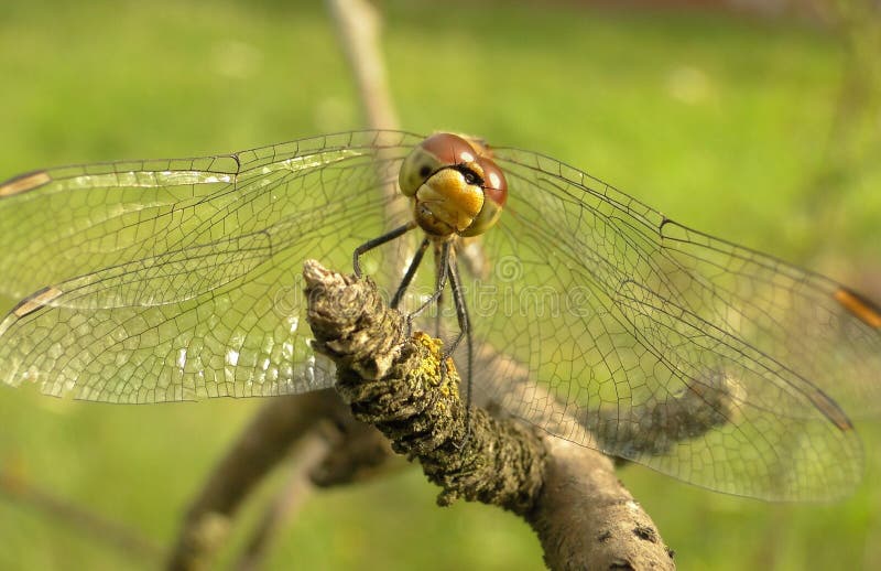 Dragonfly, Insect, Dragonflies And Damseflies, Invertebrate Picture ...