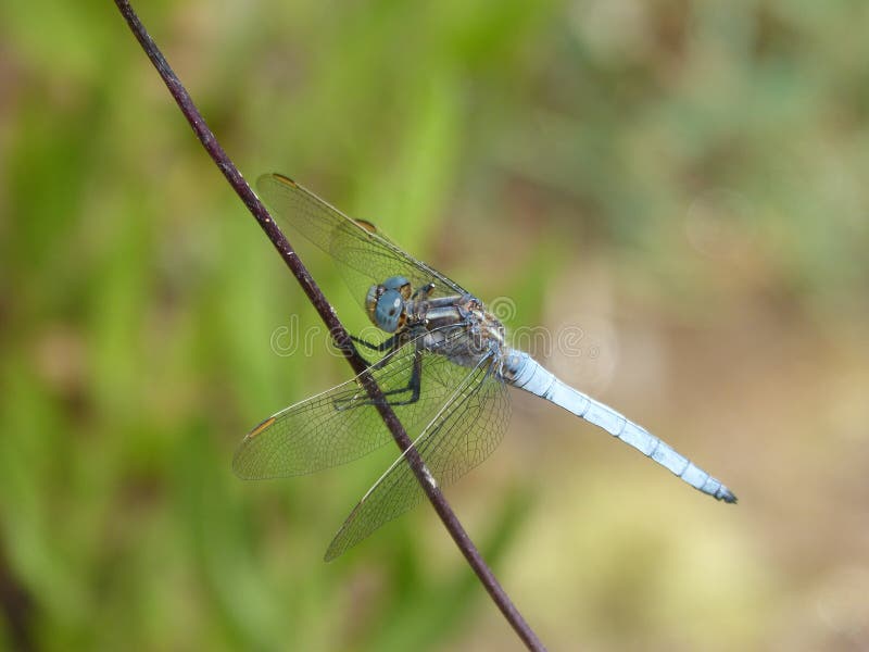 Dragonfly, Insect, Dragonflies And Damseflies, Invertebrate Picture ...