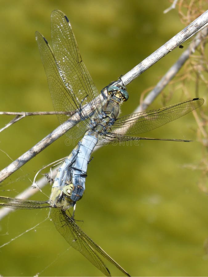 Dragonfly, Insect, Dragonflies and Damseflies, Invertebrate Stock Photo ...