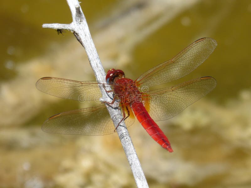 Dragonfly, Insect, Dragonflies And Damseflies, Invertebrate Stock Image ...