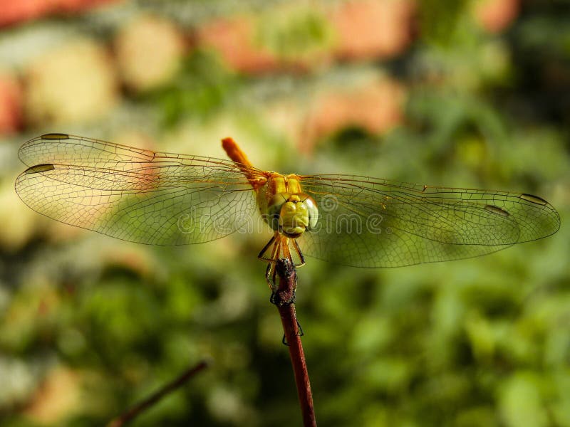 Dragonfly, Insect, Dragonflies And Damseflies, Wildlife Stock Photo ...