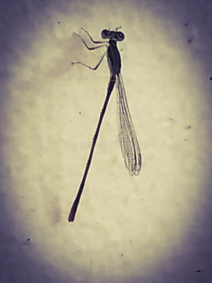 Dragonfly, Insect, Helicopter Fly on the Wall Stock Photo - Image of ...