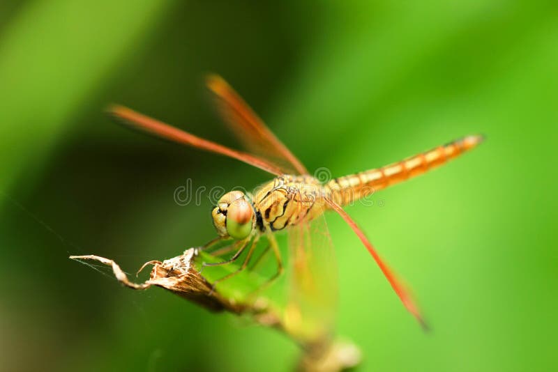 Helicopter Beetle, Dragonfly Flying Insects Stock Image - Image of ...