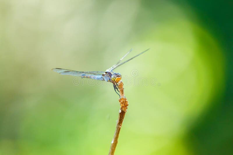 Dragonfly, insects. stock image. Image of black, insect - 91894309