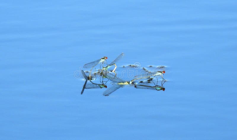 Dragonfly Insects Floating on Water Stock Photo - Image of dragonfly ...