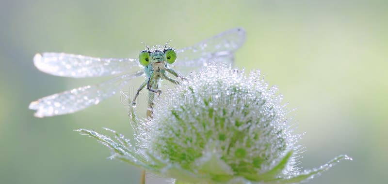 Dragonfly Ischnura Elegans in Dew Stock Image - Image of background ...