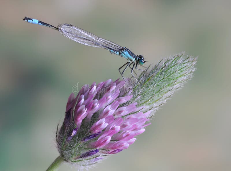Dragonfly Ischnura Elegans Ebneri (male) Stock Photo - Image of body ...