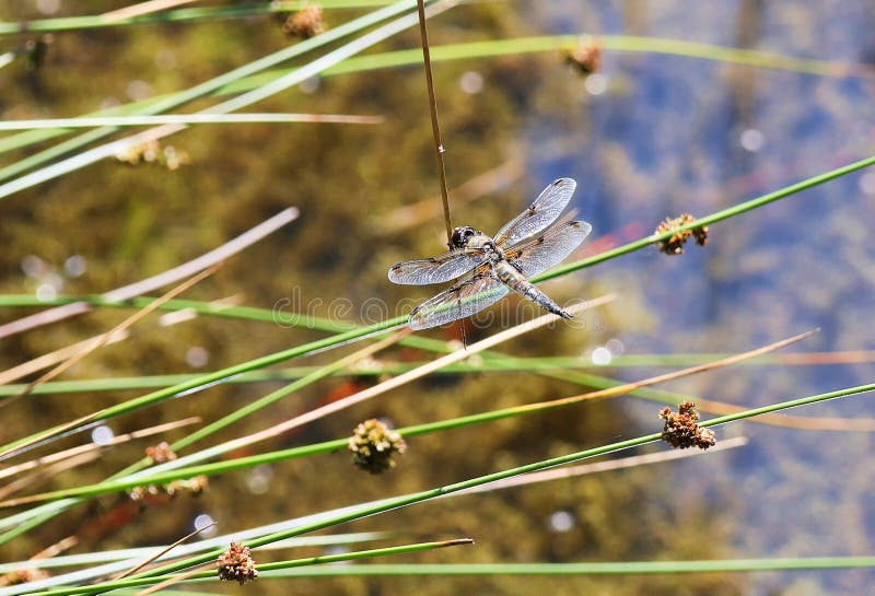Dragonfly in Its Natural Environment. Stock Photo - Image of biology ...