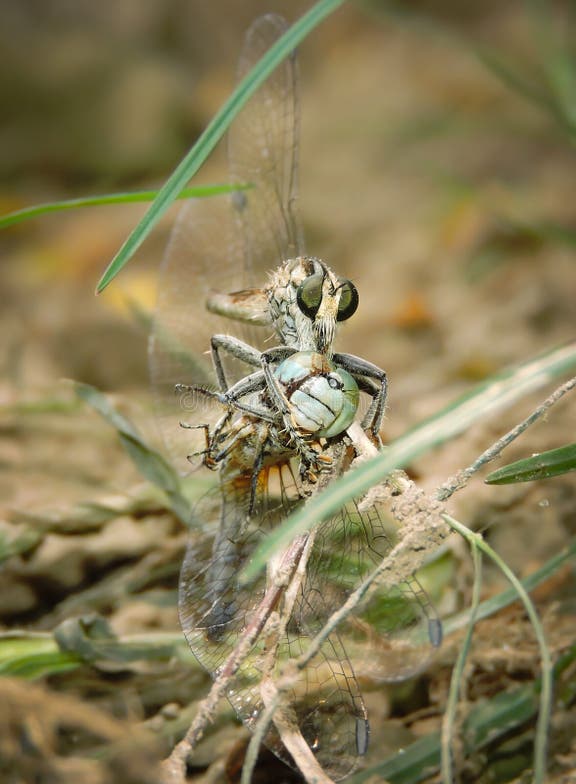 Dragonfly with kill stock image. Image of invertebrate - 157534745
