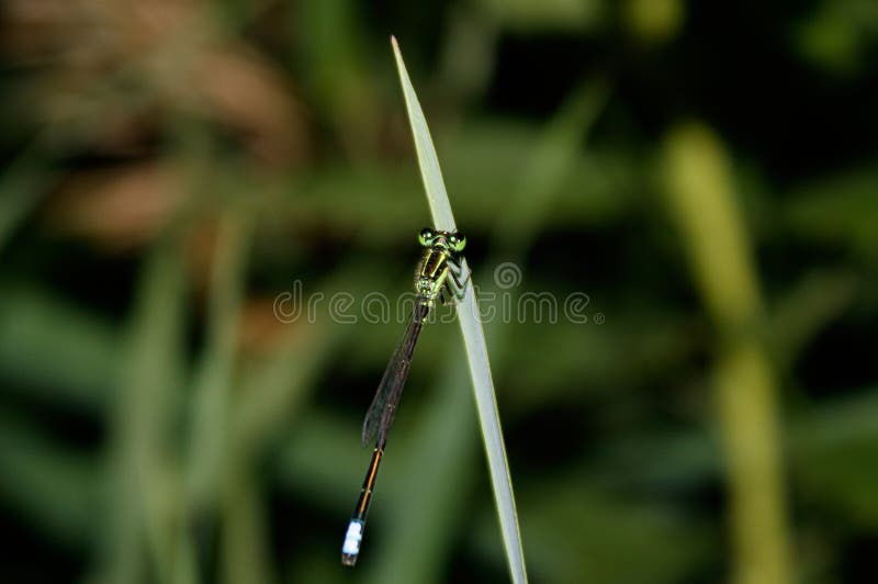 Dragonfly Landing of a Leaf. Stock Image - Image of insect, dragonfly ...