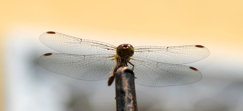 Dragonfly with Large Beautiful Wings. Insect Photo Stock Image - Image ...