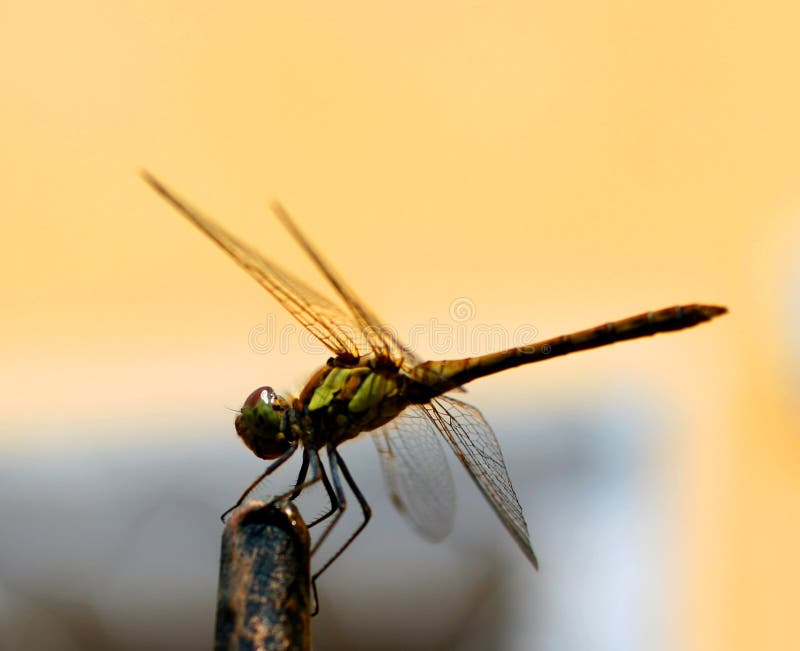 Dragonfly with Large Beautiful Wings. Insect Photo Stock Image - Image ...