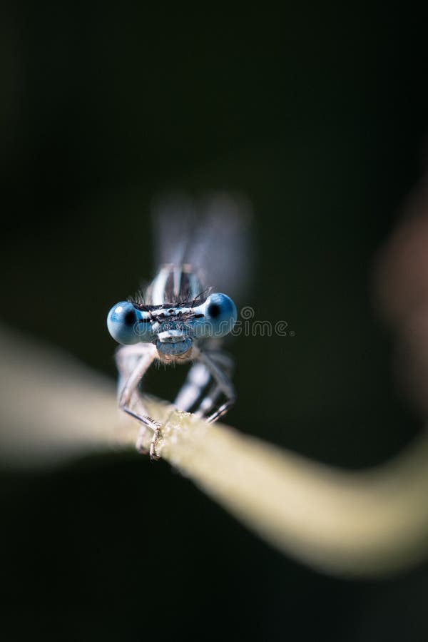 Dragonfly with Large Blue Eyes Stock Photo - Image of wildlife ...