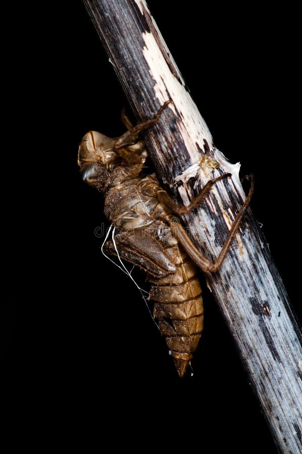 Dragonfly Larva case stock image. Image of case, insect - 19929913