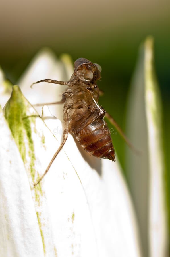 Dragonfly Larva Shell stock photo. Image of nature, molting - 20492228