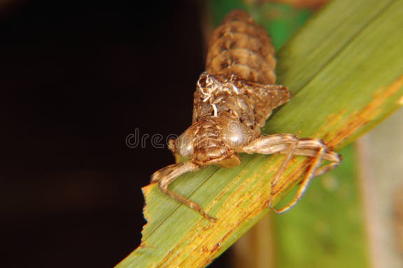 Dragonfly larvae. stock photo. Image of branch, beauty - 43036350