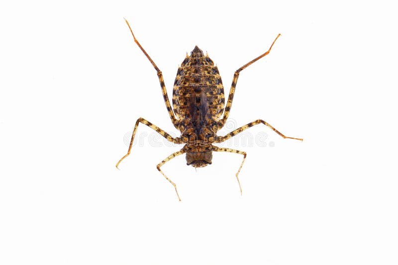 Dragonfly Larvae, and on a White Background Stock Illustration ...