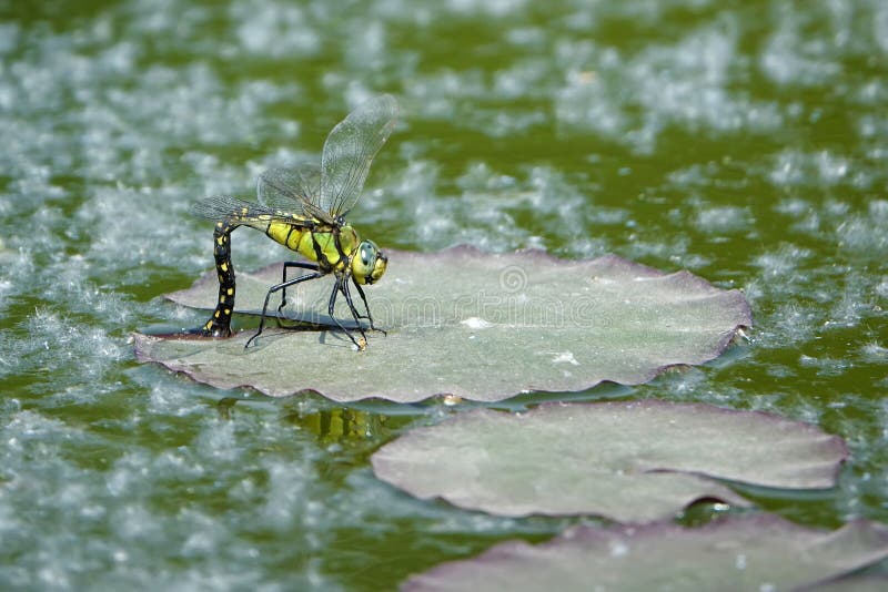 Dragonfly stock image. Image of water, insect, alke, dragonflies - 91700709