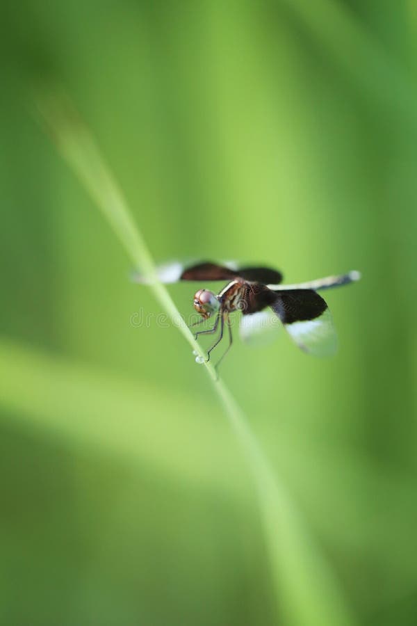 Dragonfly on a Leaf of Rice. Stock Image - Image of area, darter: 93767877